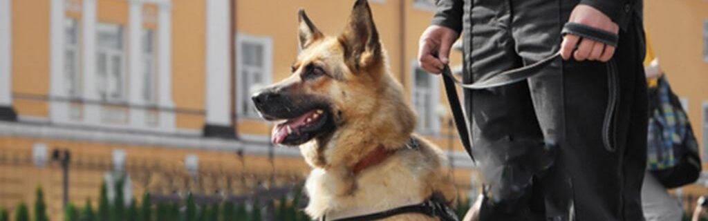 Guard Dog Security Services - Titan Security Europe